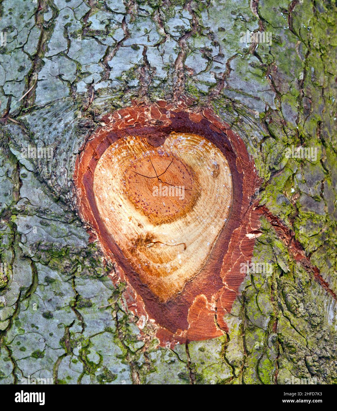 cutted tree area gives a feeling of a heart Stock Photo - Alamy