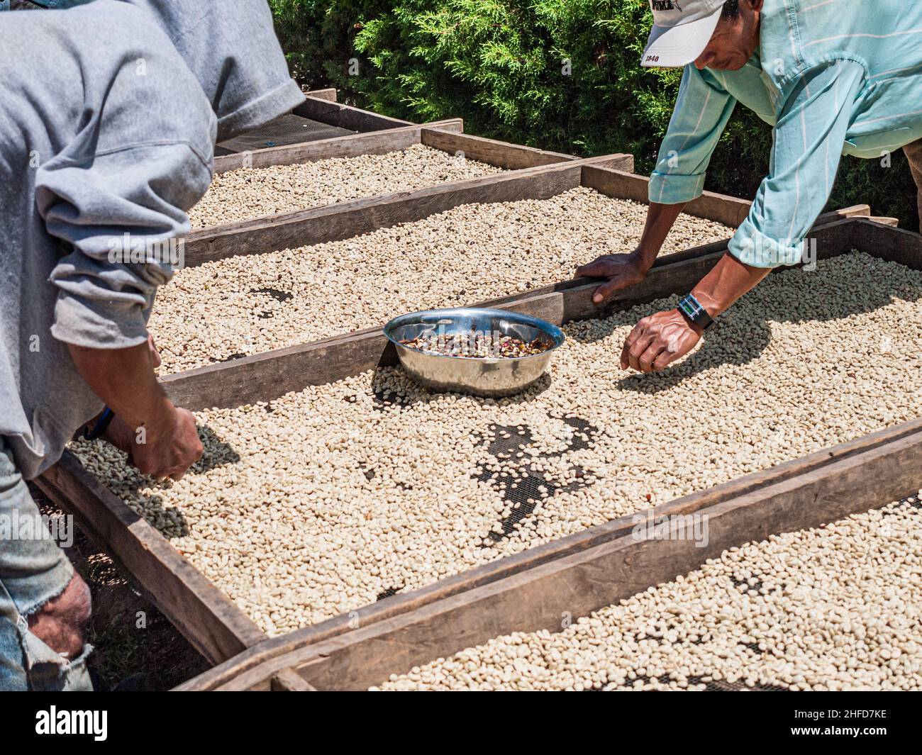 Coffee processing: two workers sort coffee beans as they dry. Beans ...