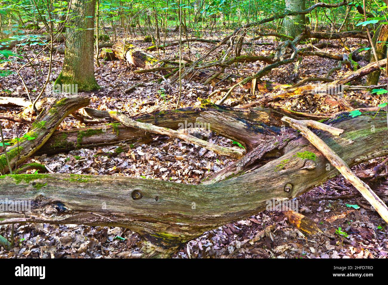 stem of tree in wild oak forest Stock Photo - Alamy