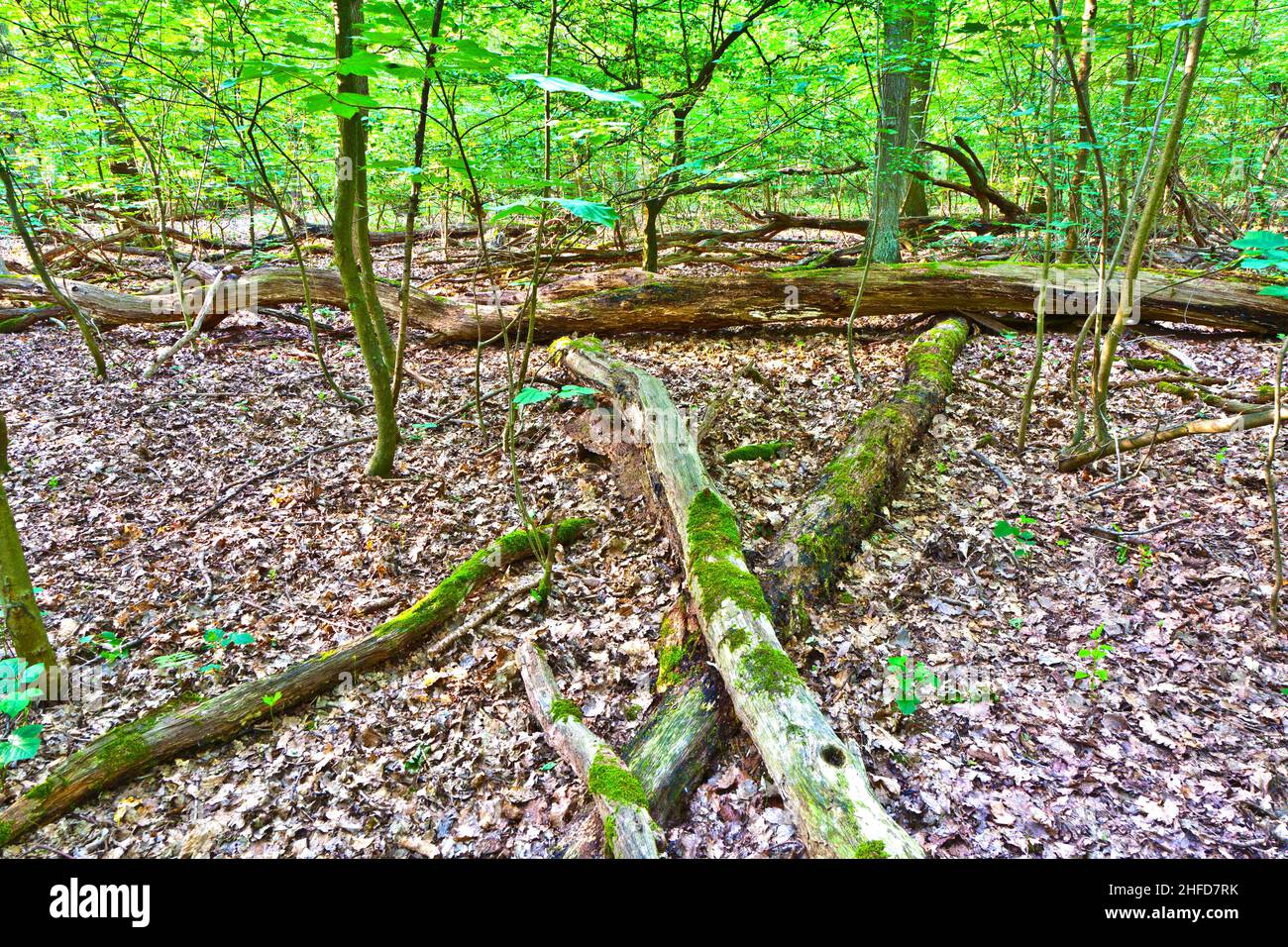 stem of tree in wild oak forest Stock Photo - Alamy