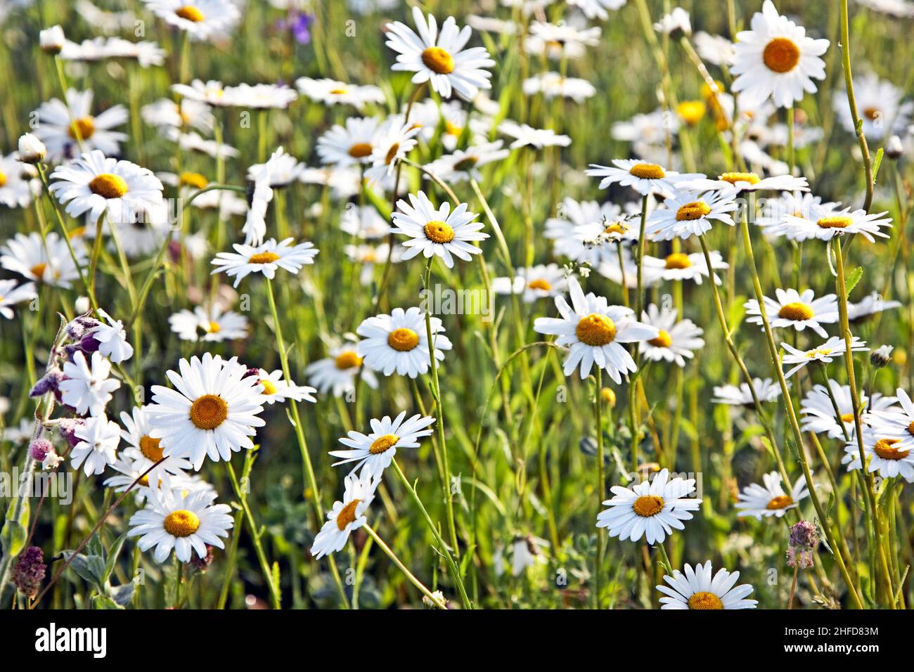 beautiful daisies in morning light with dew on leaves Stock Photo - Alamy