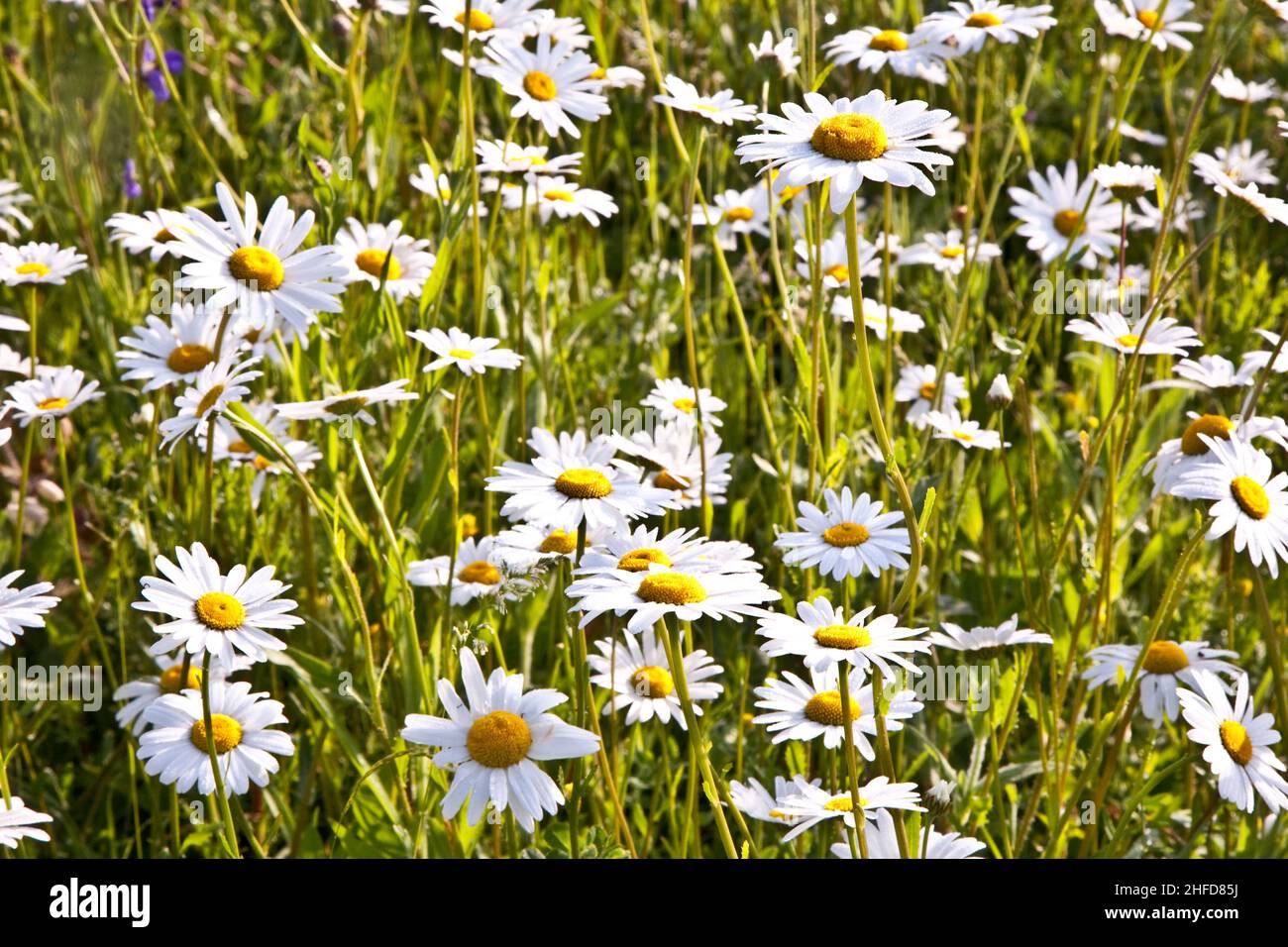 beautiful daisies in morning light with dew on leaves Stock Photo - Alamy