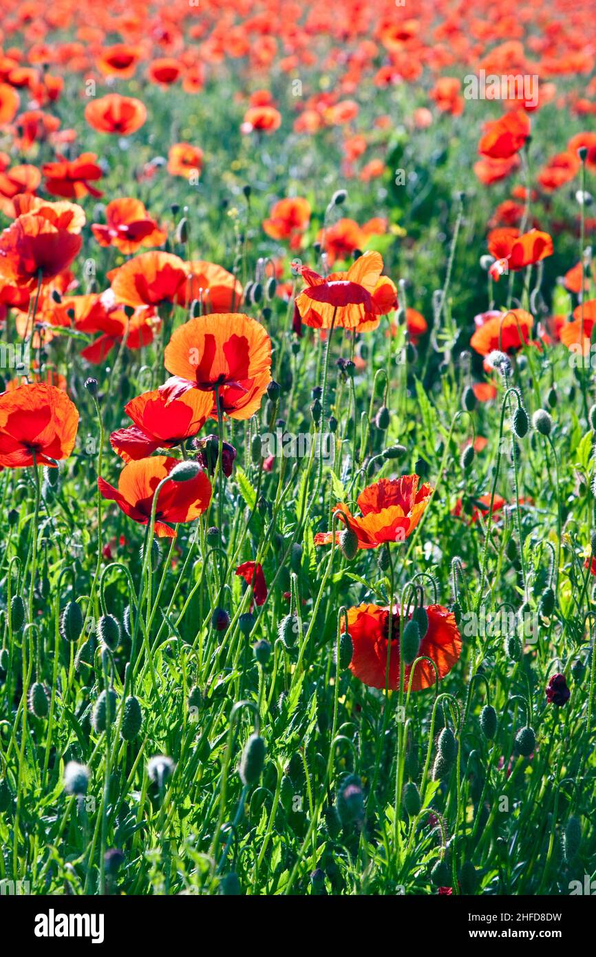 colorful red poppy flowers in the meadow in beautiful impressionistic ...