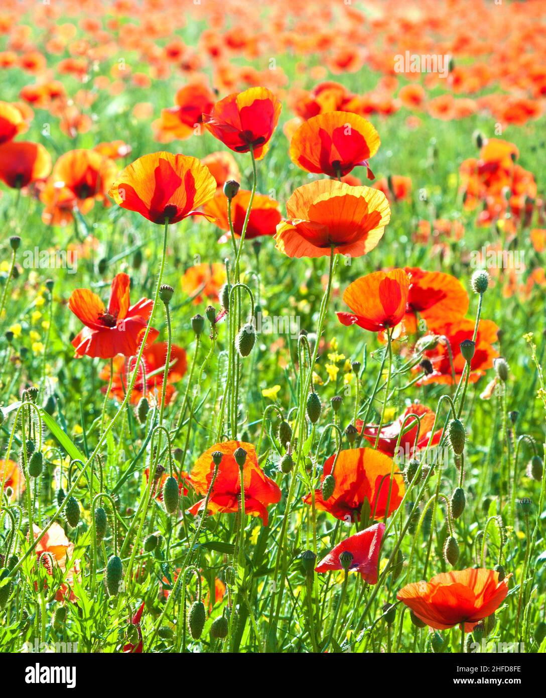 beautiful poppy flowers in the meadow Stock Photo - Alamy