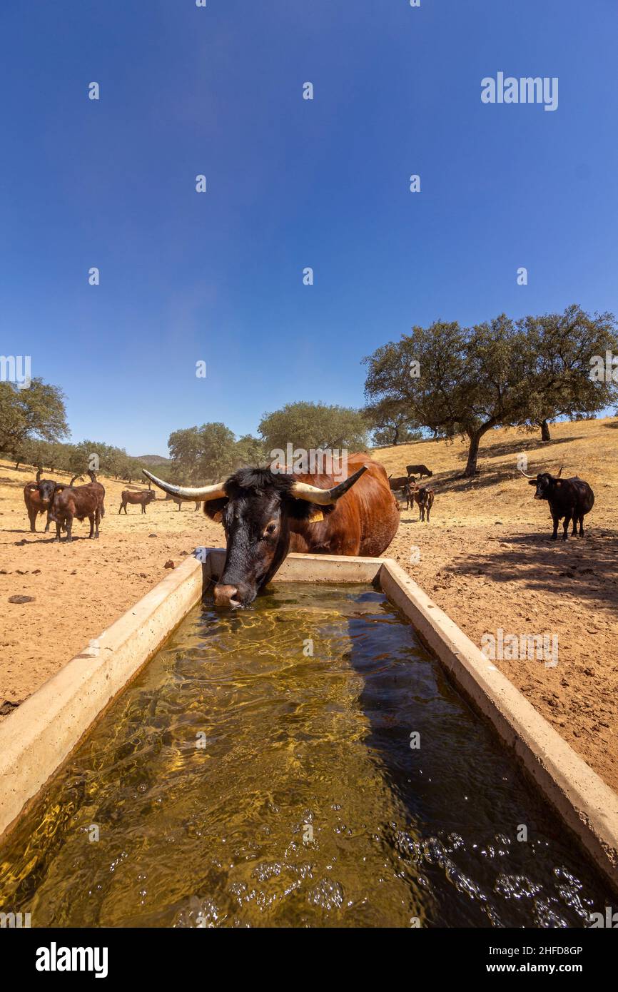 Cattle drinking fresh water at farmland countryside landscape, in ...