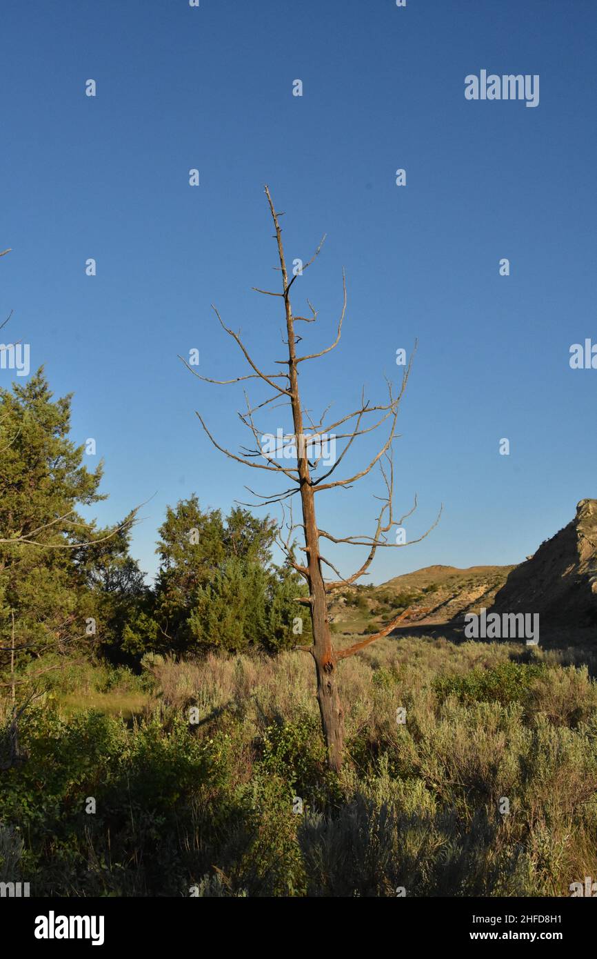 Dead Tree in the heat of the summer sun in North Dakota Stock Photo - Alamy