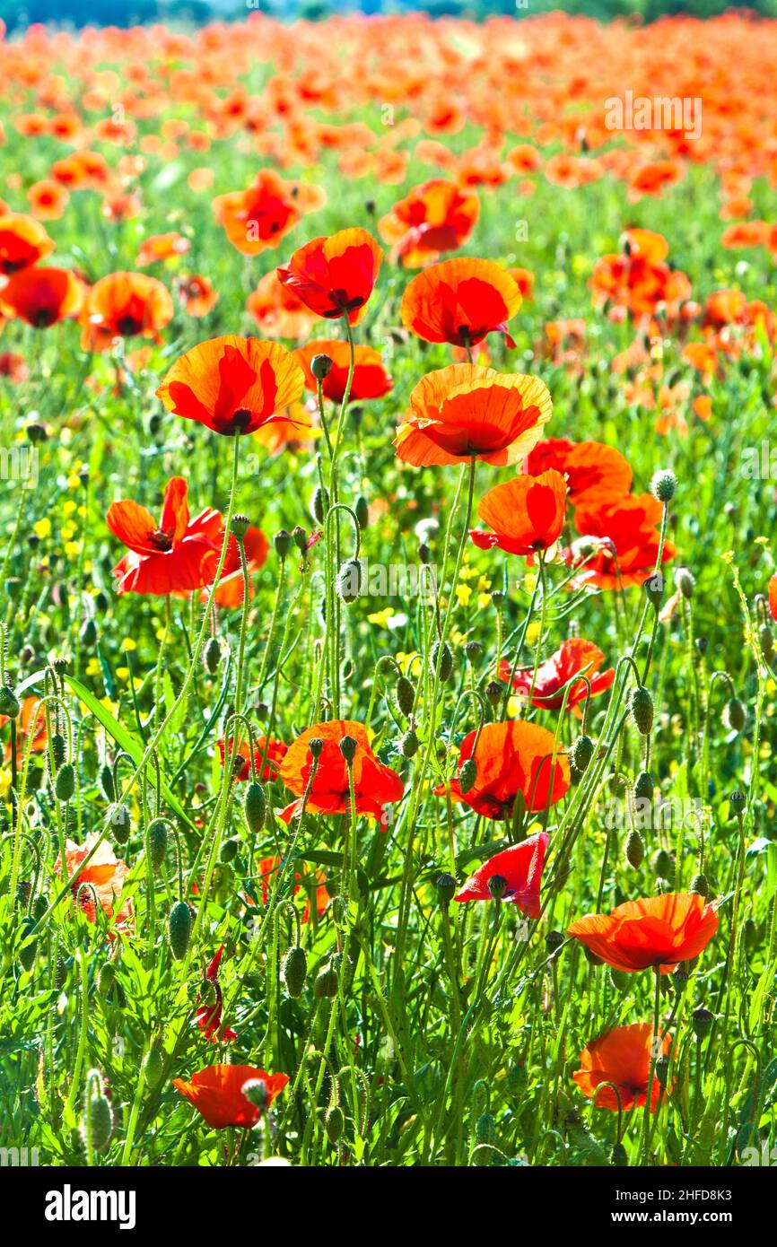 beautiful poppy flowers in the meadow Stock Photo - Alamy