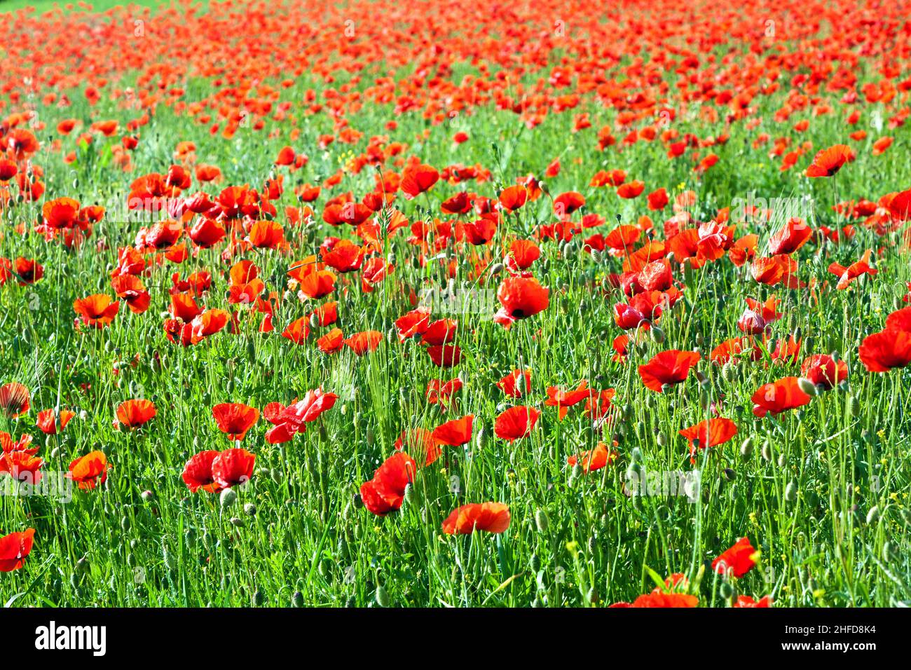 beautiful poppy flowers in the meadow Stock Photo - Alamy