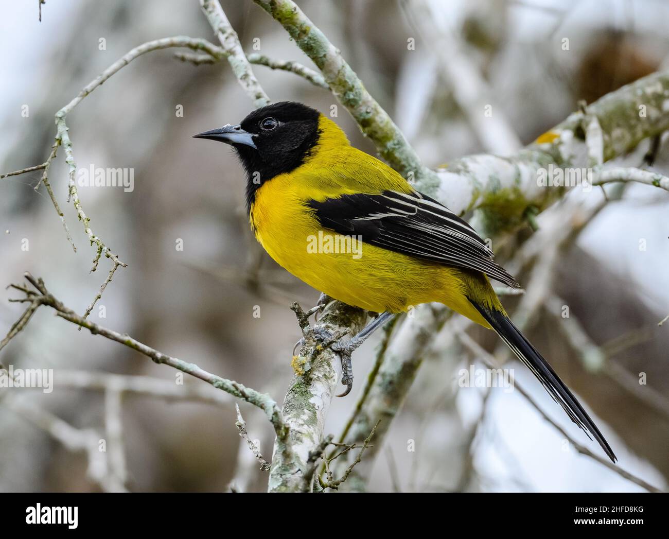 Icterus hi-res stock photography and images - Alamy