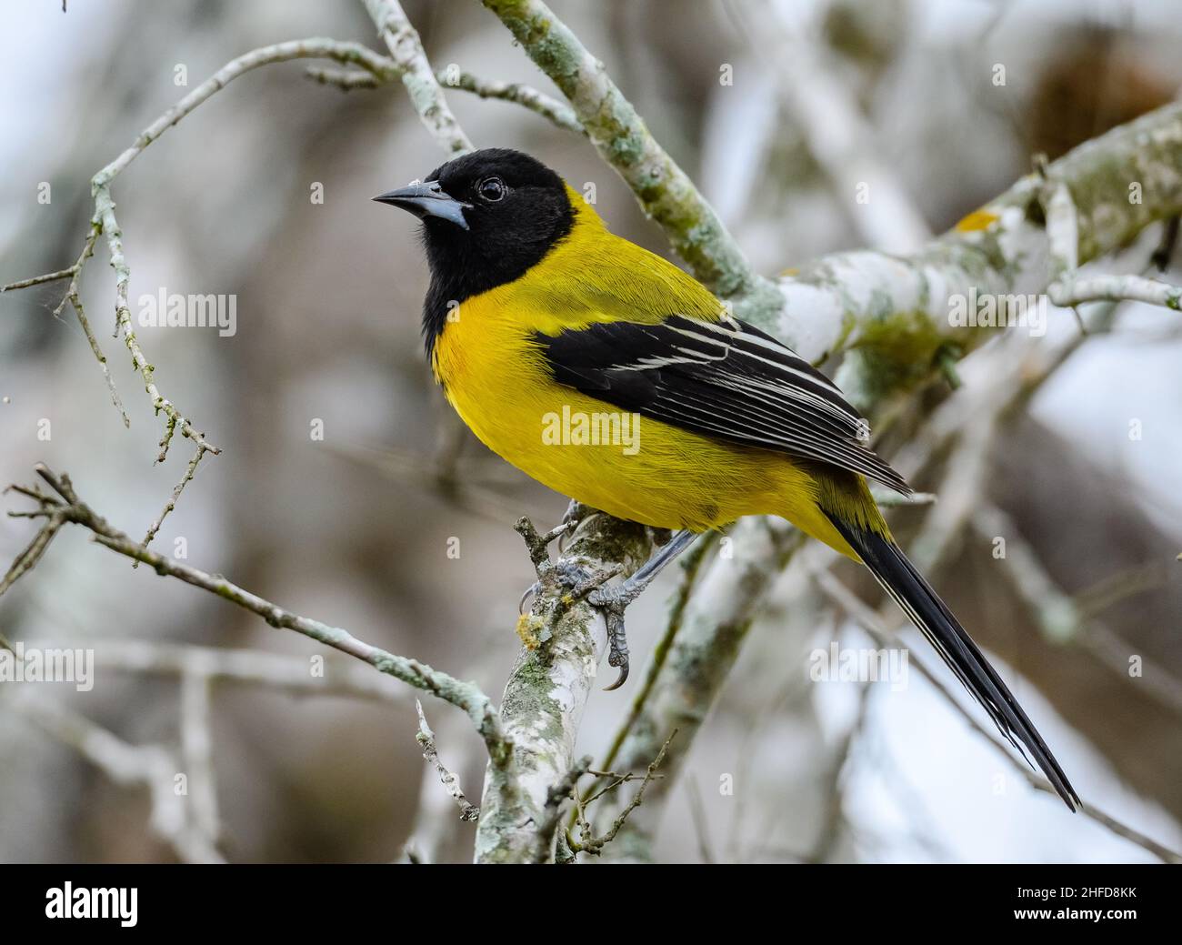 An Audubon's Oriole (Icterus graduacauda) perched on a tree. Choke ...