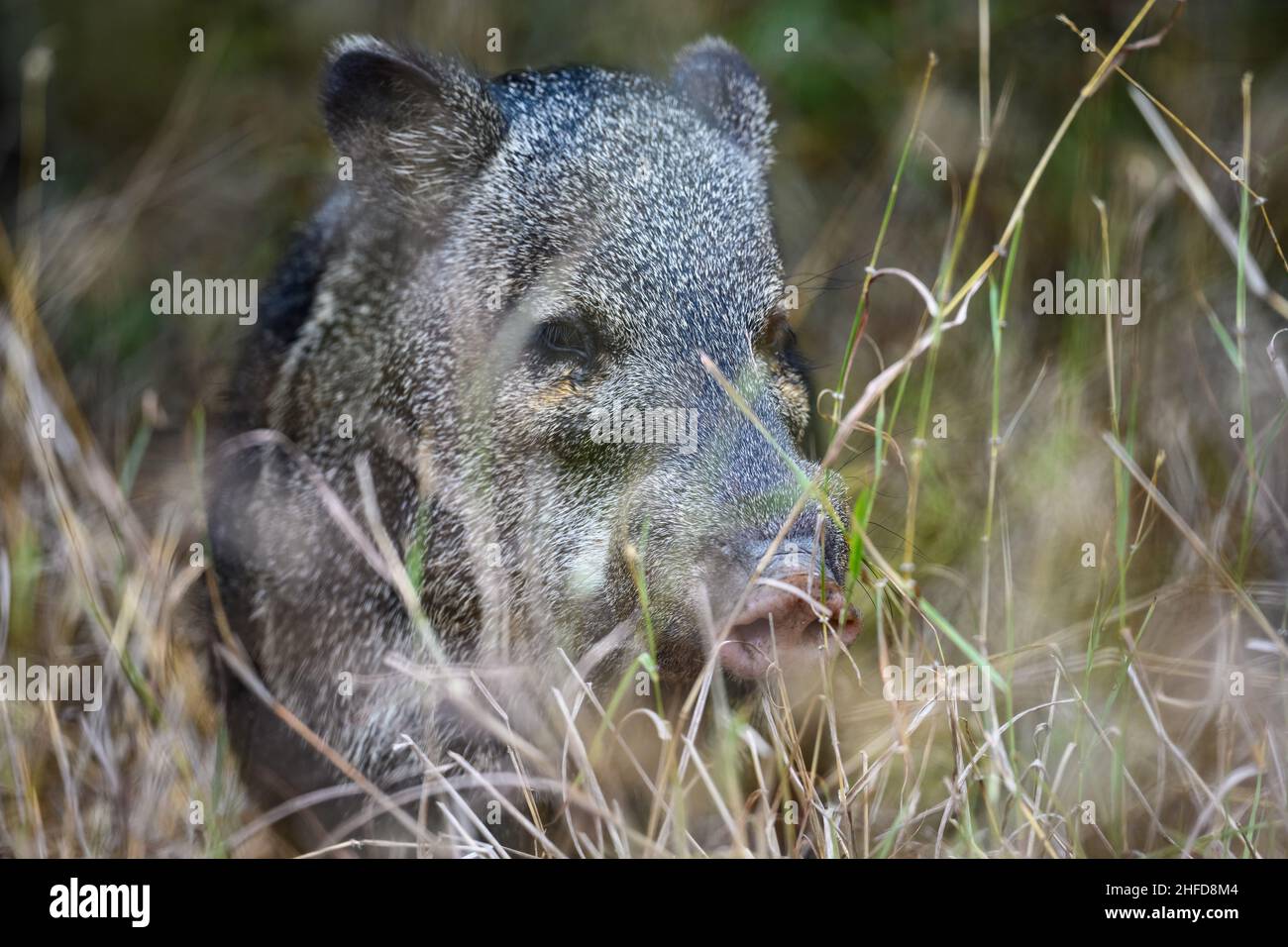 Javelina, or Collared Peccary (Dicolytes tajacu), in the wild. Choke ...