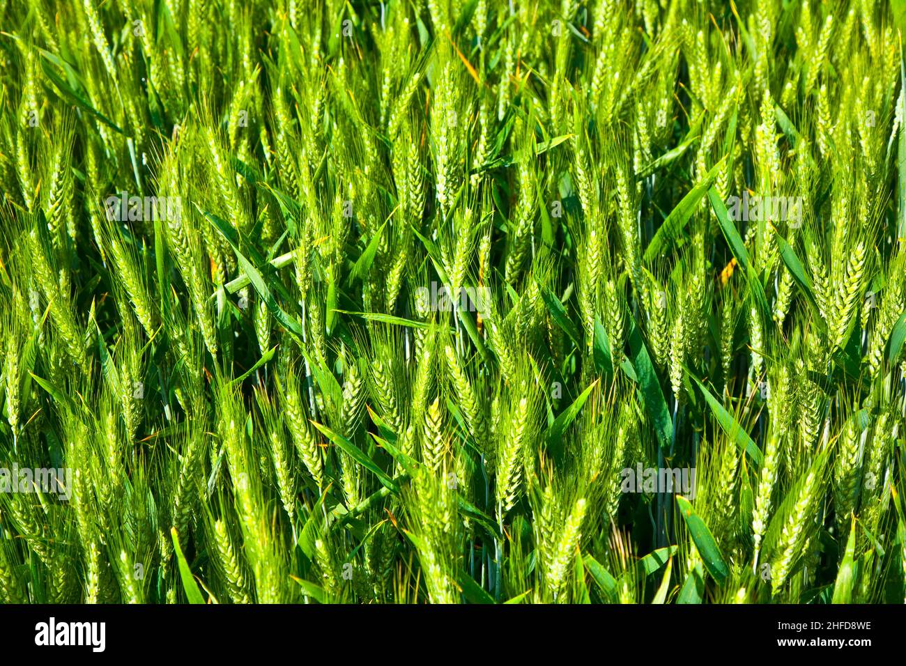 Spika hi-res stock photography and images - Alamy