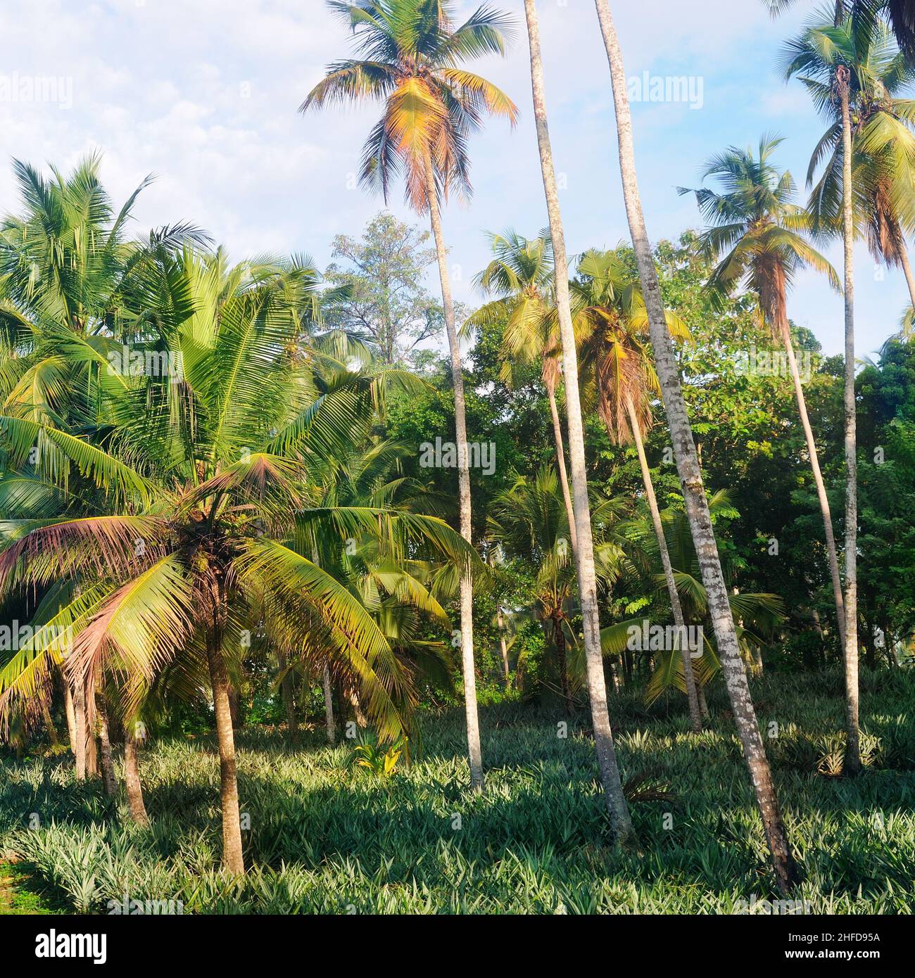 Tropical garden with coconut palms and a pineapple plantation. Sri Laka ...