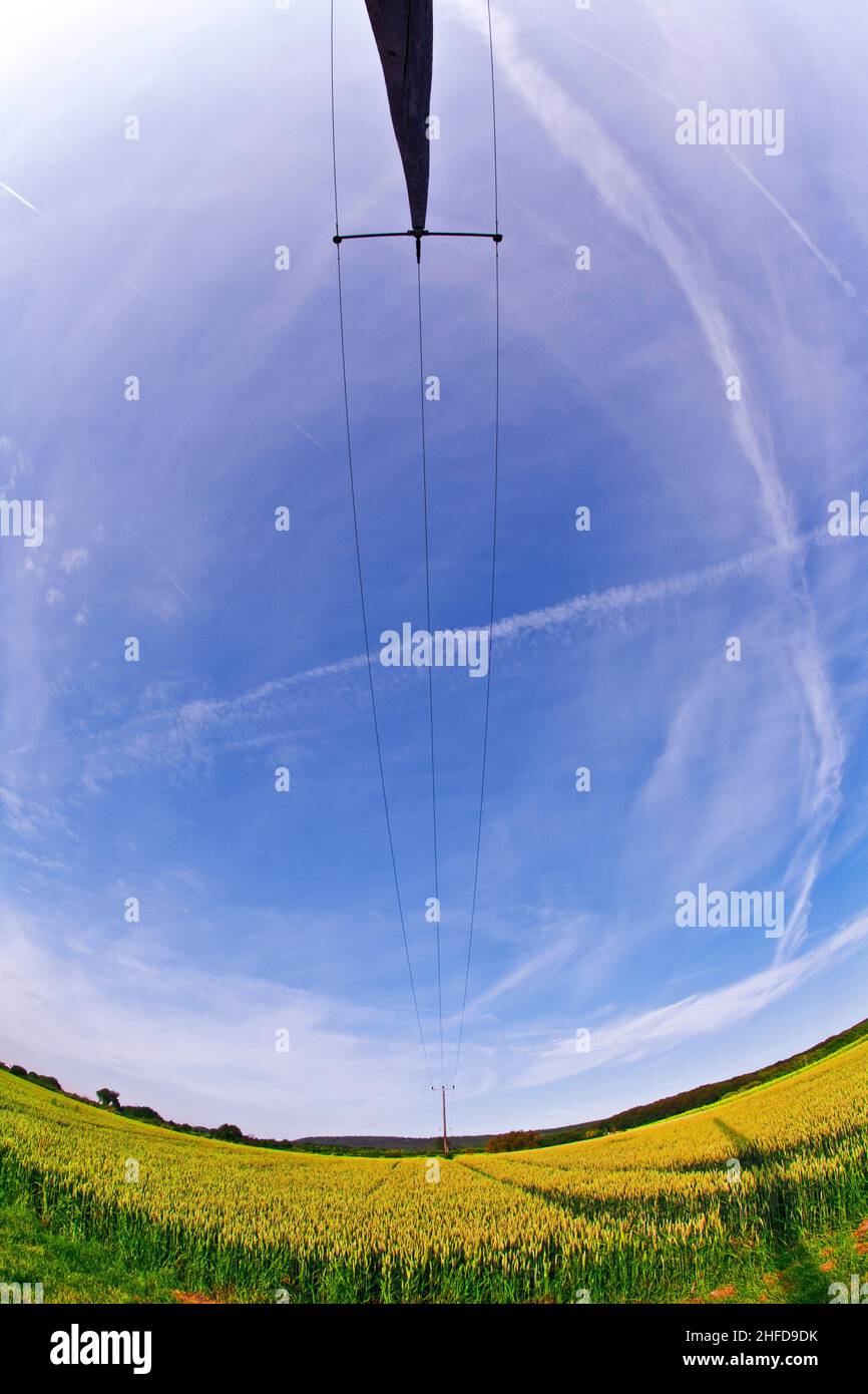 power line in green wheat corn field Stock Photo - Alamy