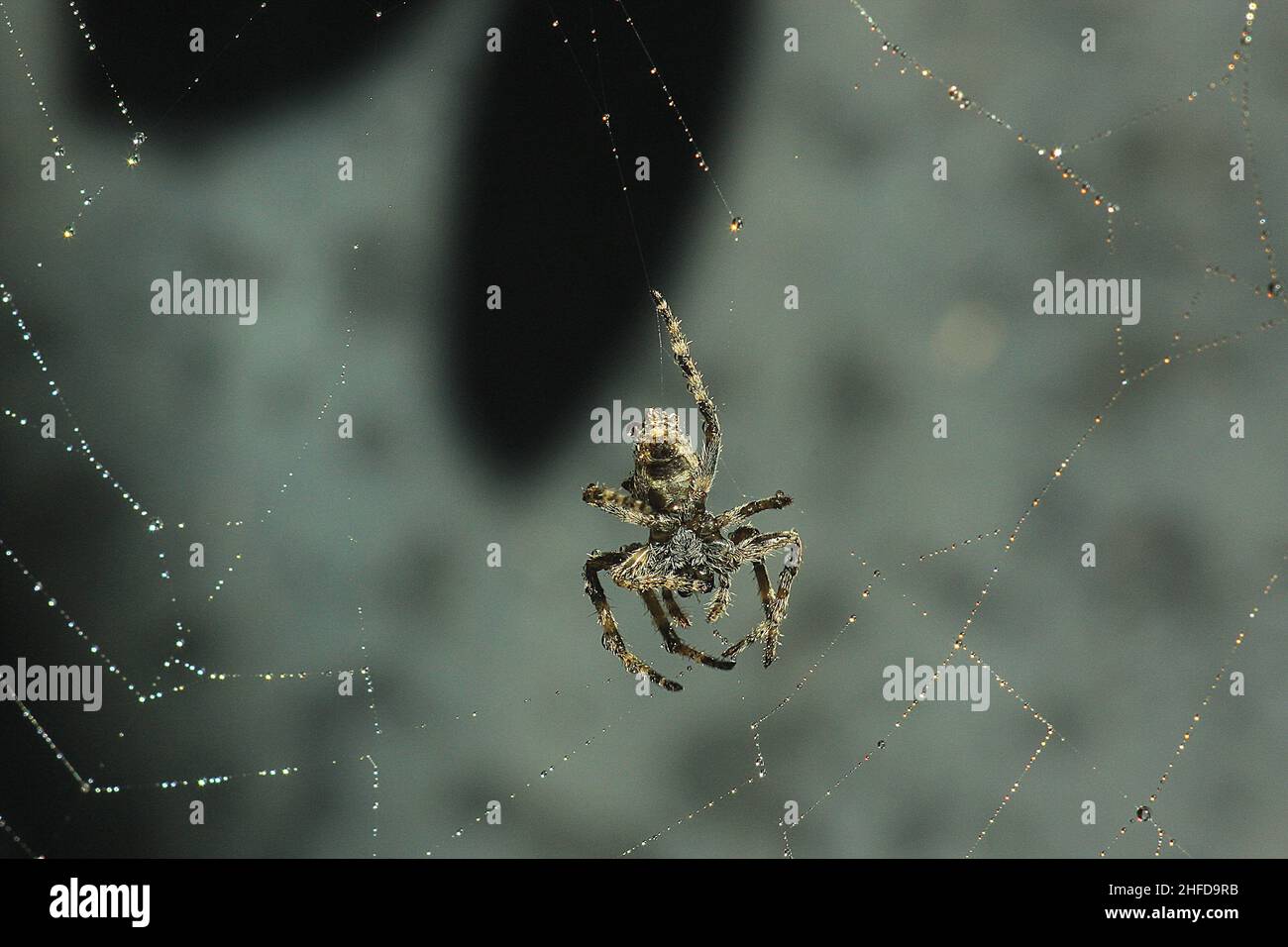Knobbled garden orb weaver (Eriophora pustulosa Stock Photo - Alamy