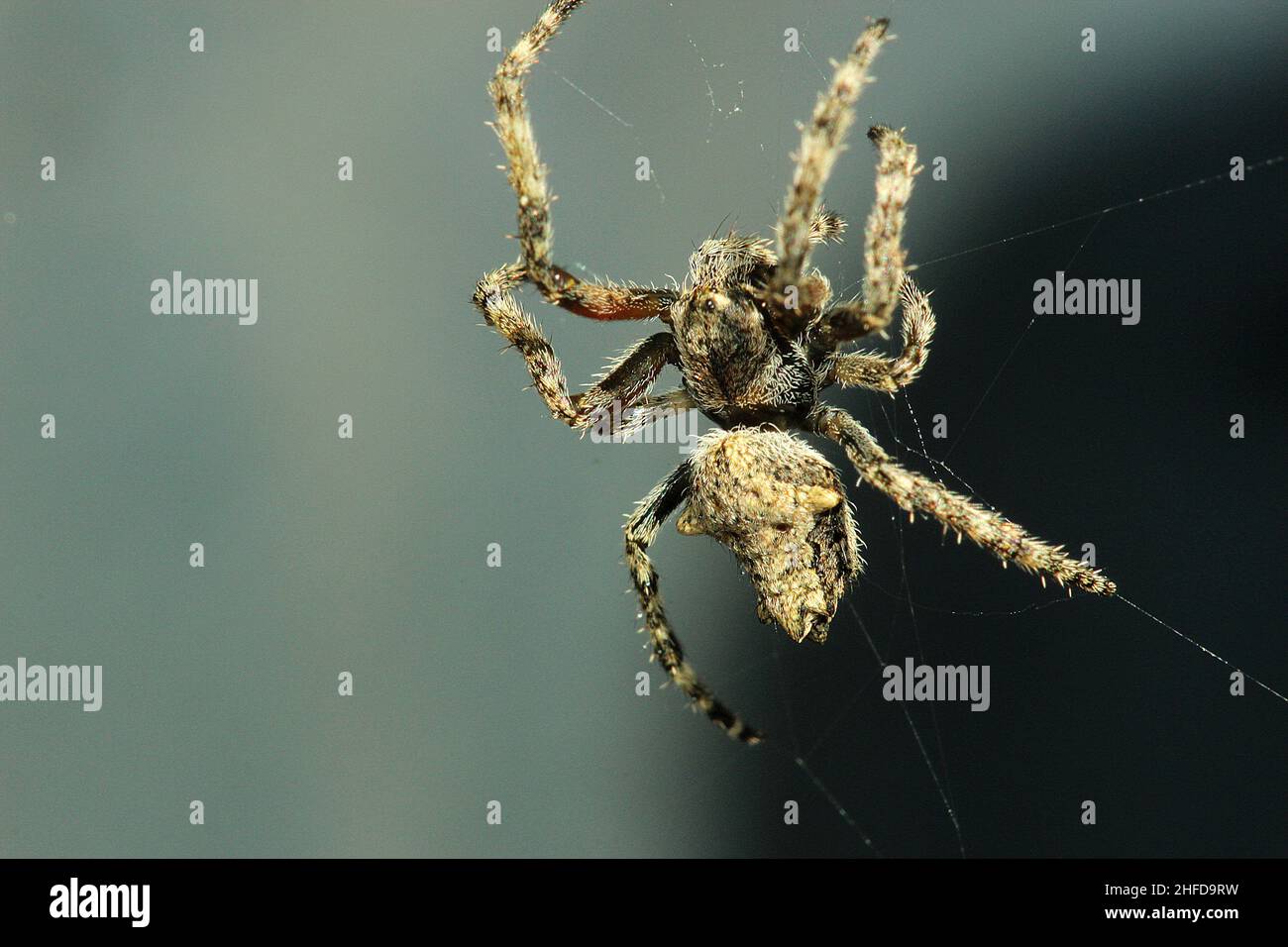 Knobbled garden orb weaver (Eriophora pustulosa Stock Photo - Alamy