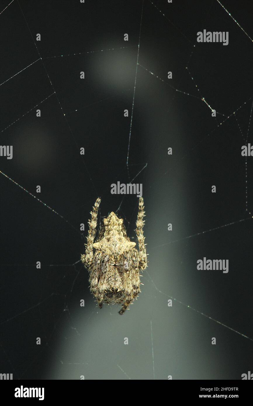 Knobbled garden orb weaver (Eriophora pustulosa Stock Photo - Alamy