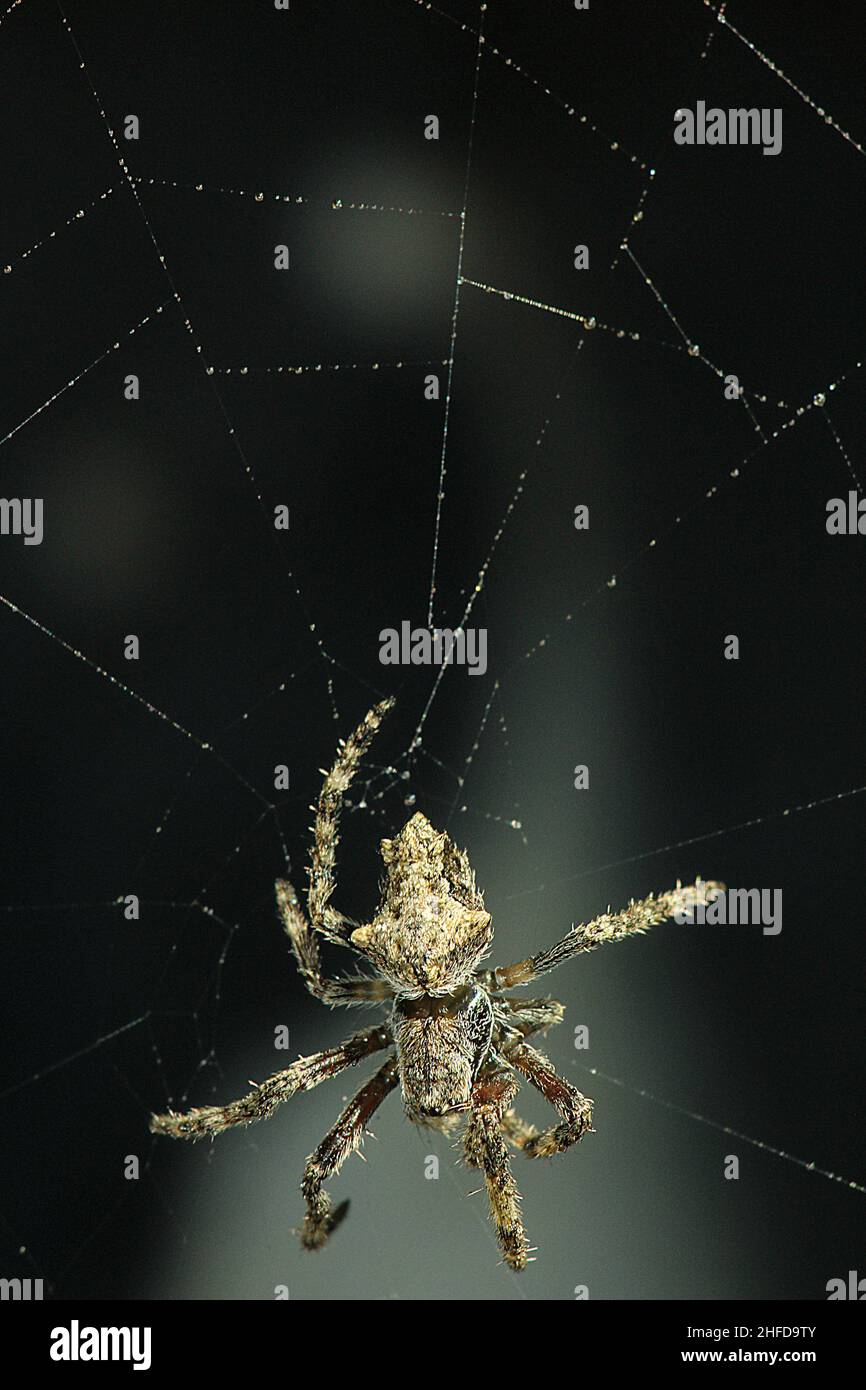 Knobbled garden orb weaver (Eriophora pustulosa Stock Photo - Alamy