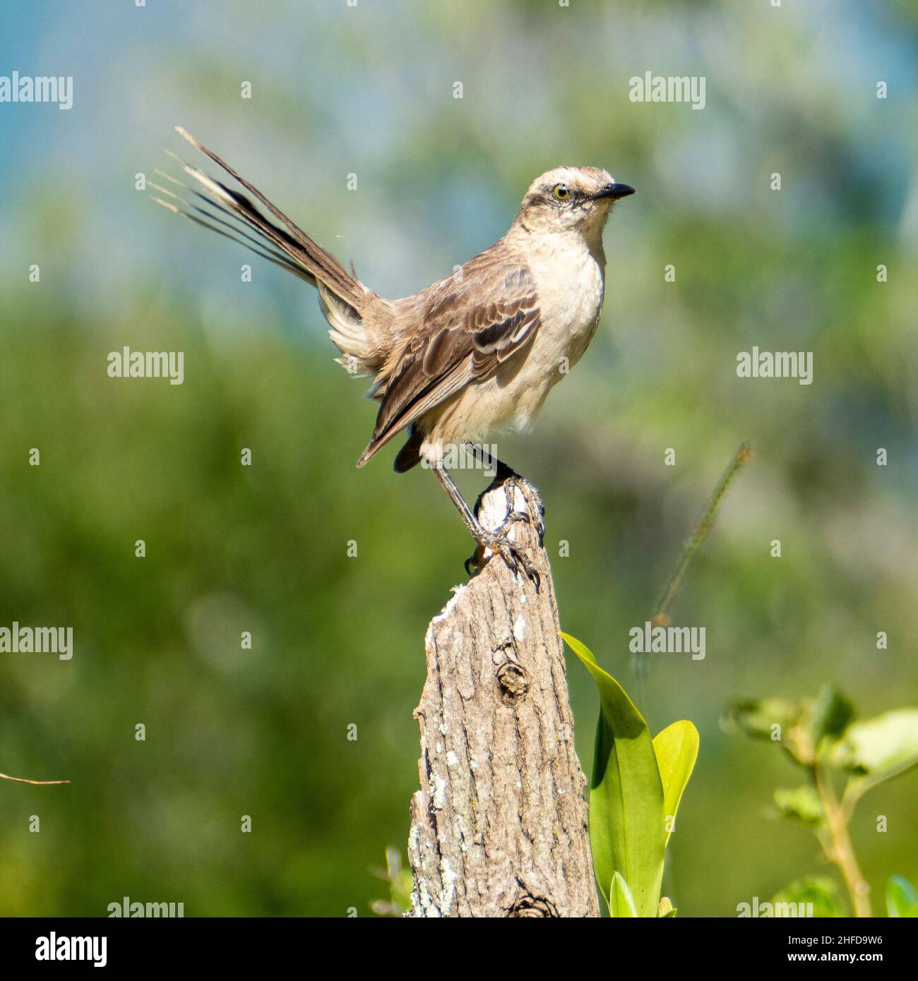 The chalk-browed mockingbird is a bird in the family Mimus saturninus ...