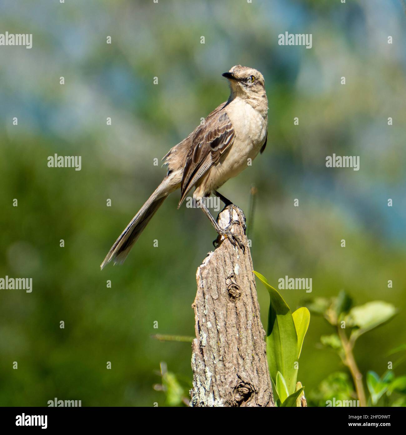 The chalk-browed mockingbird is a bird in the family Mimus saturninus ...