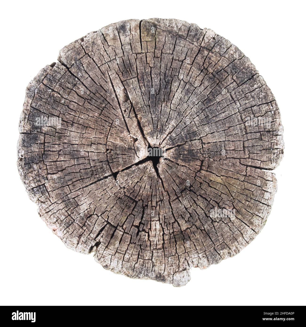 Old tree with Cut Out Stock Images & Pictures - Alamy