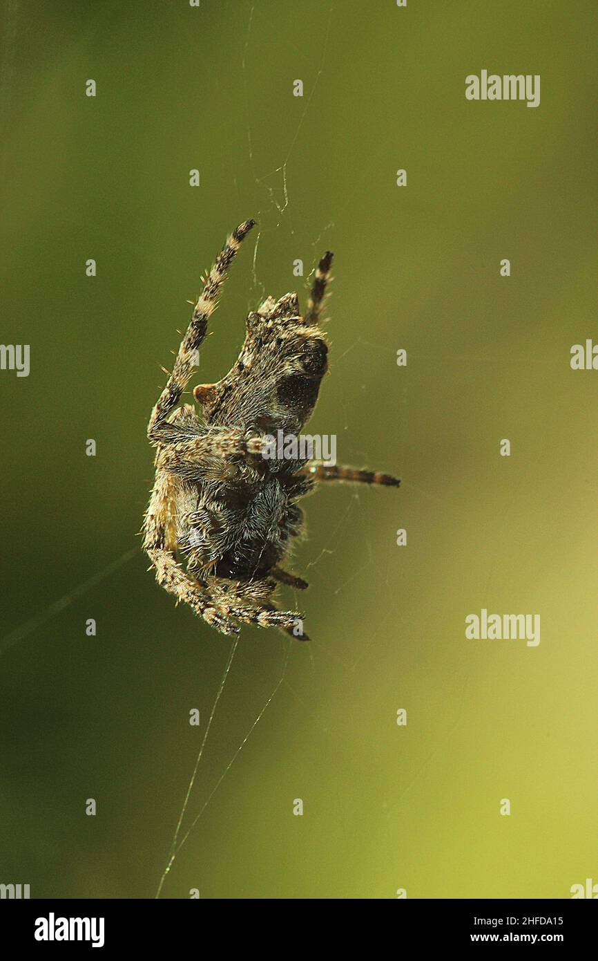 Knobbled garden orb weaver (Eriophora pustulosa Stock Photo - Alamy