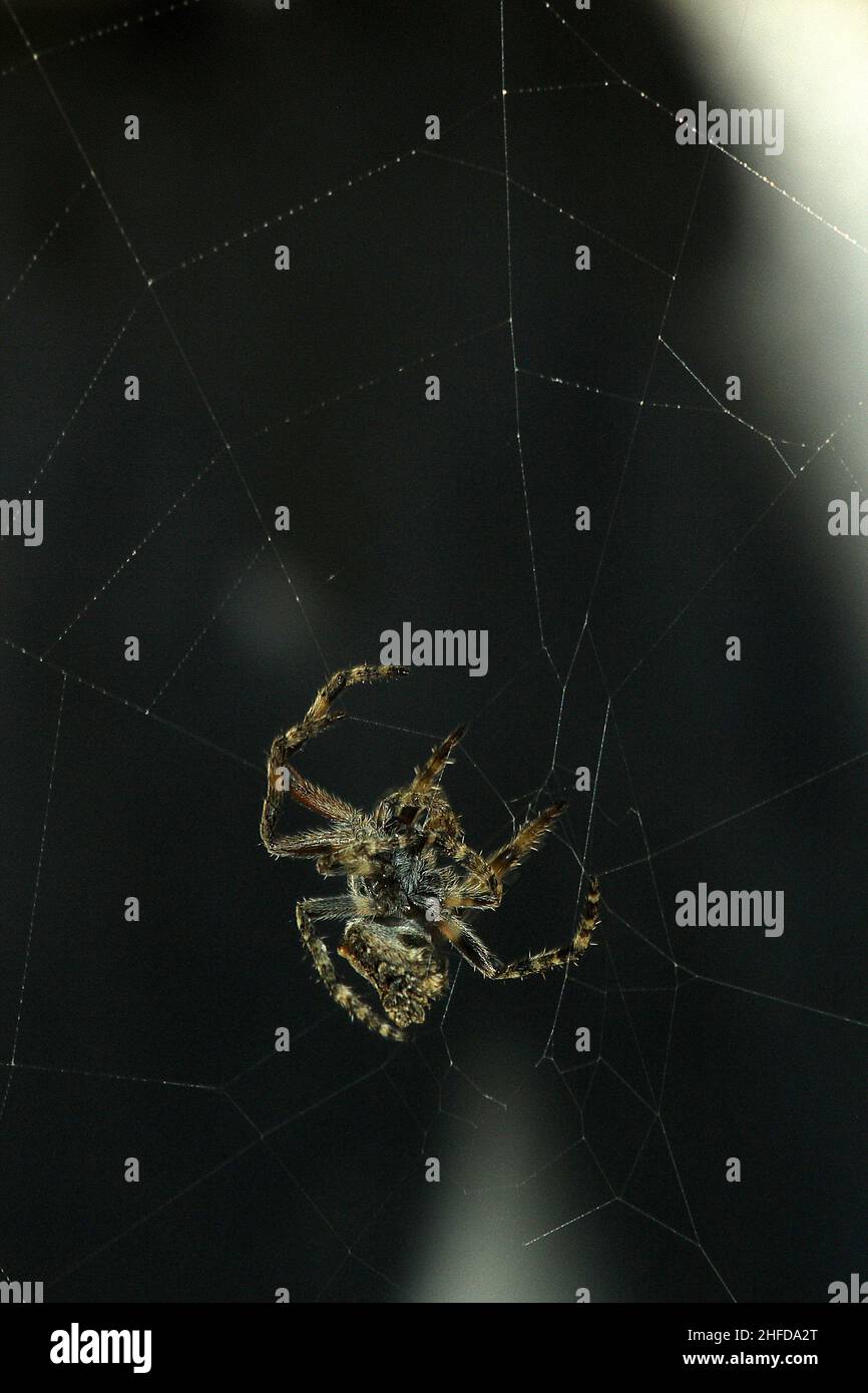Knobbled hi-res stock photography and images - Alamy