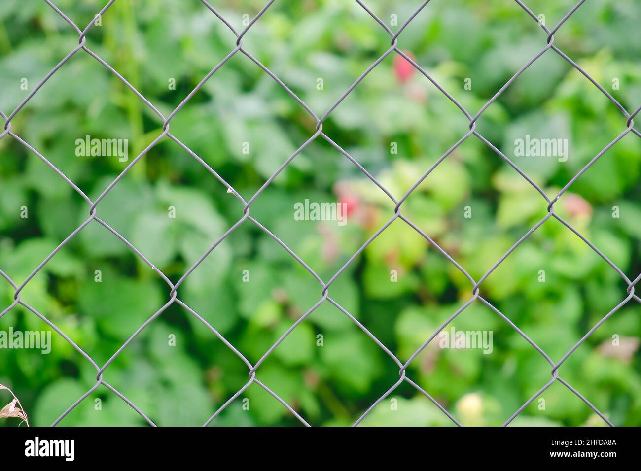 Metal diamond mesh fence with green garden on background. Private ...