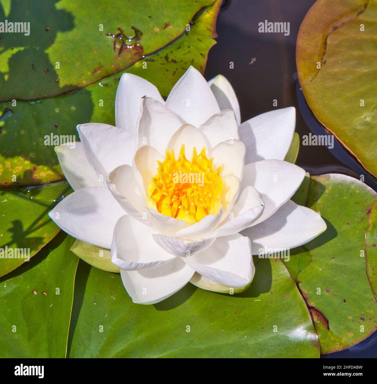 Japanese white lotus water lily in lake Stock Photo - Alamy