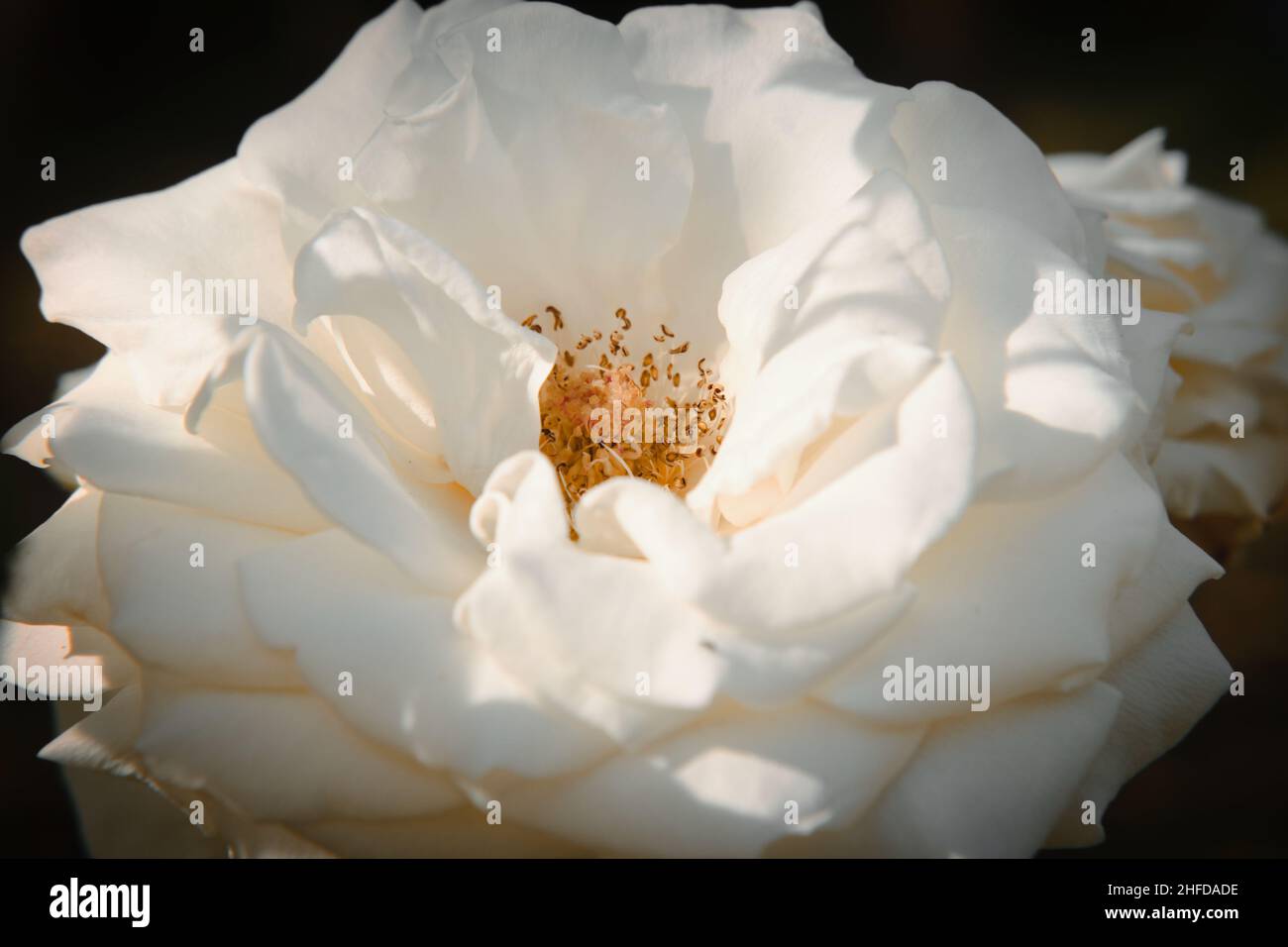 White rose flower macro fragment. Local focus Stock Photo - Alamy