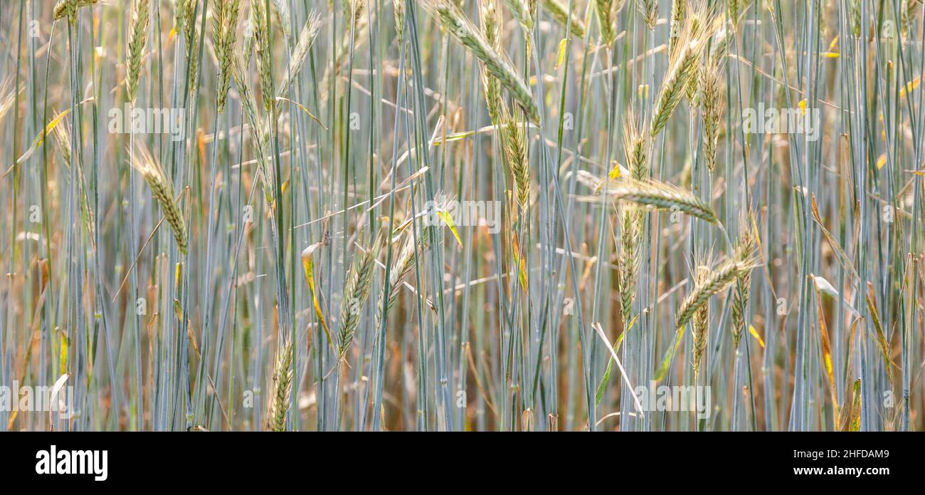 corn field with spica and beautiful structured spear Stock Photo - Alamy