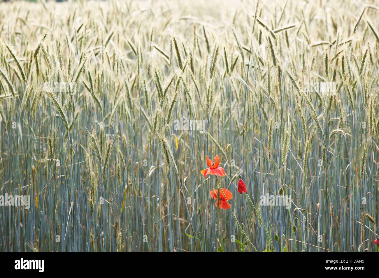 Structured lawn hi-res stock photography and images - Alamy