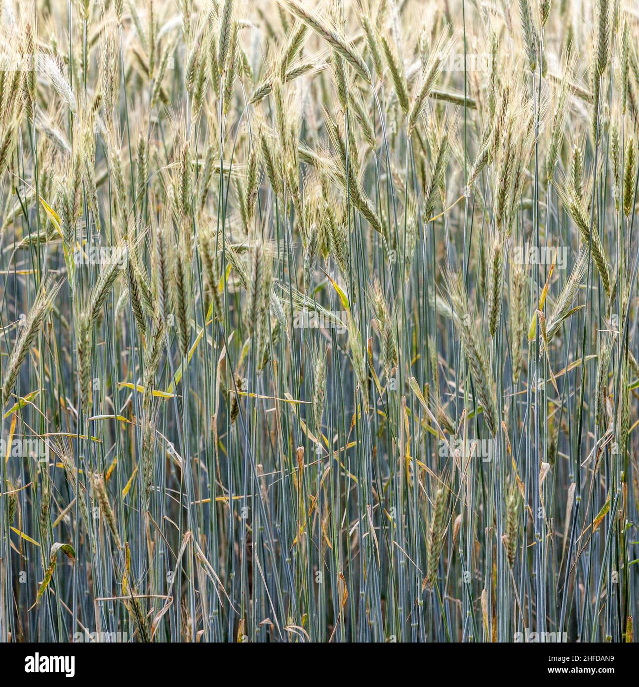 corn field with spica and beautiful structured spear Stock Photo - Alamy
