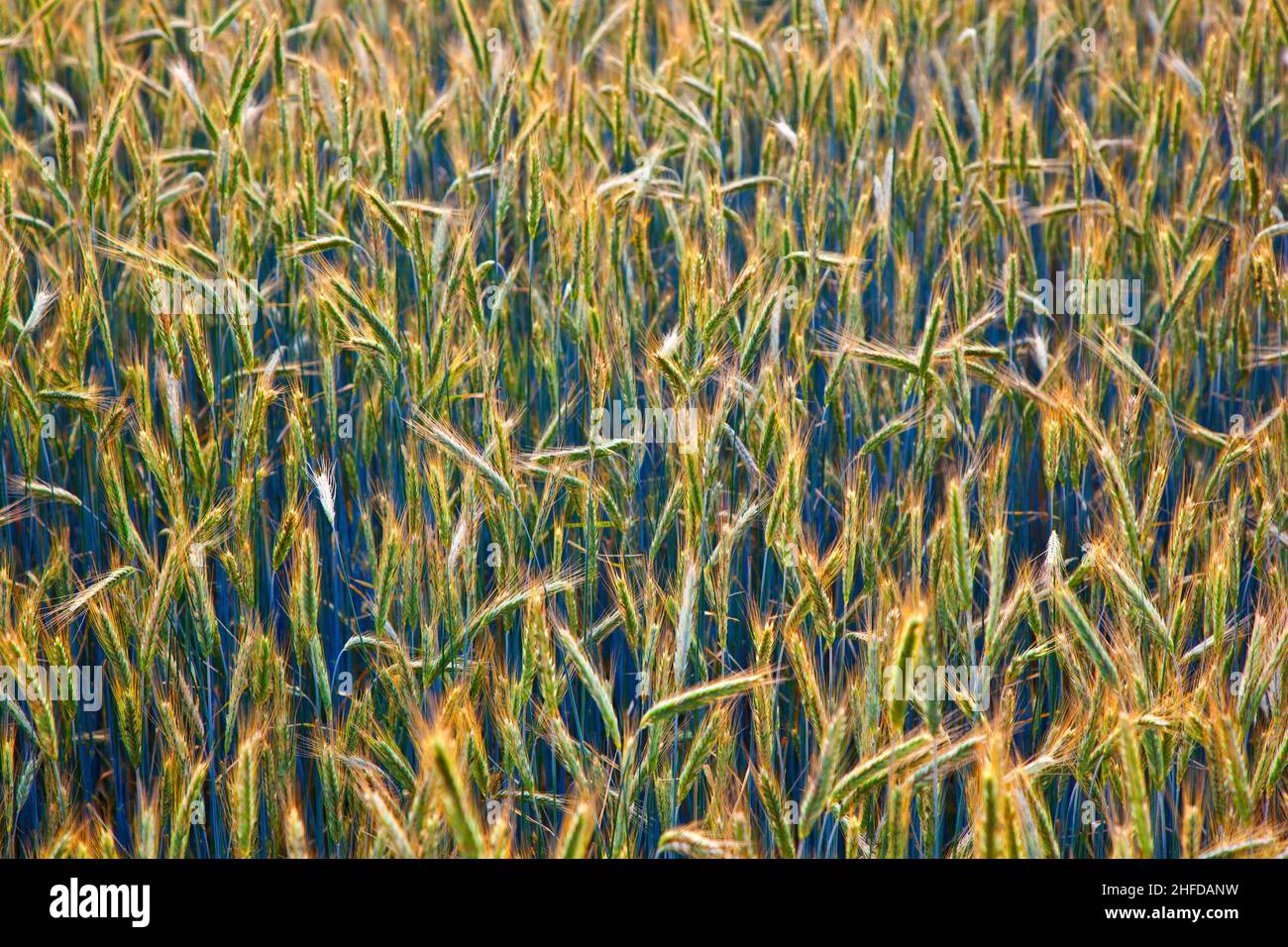corn field with spica and beautiful structured spear Stock Photo - Alamy