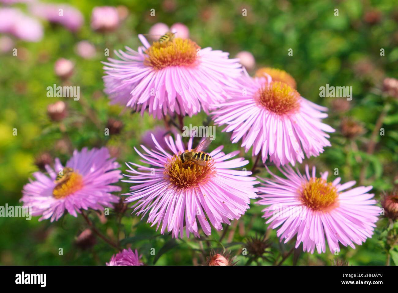 Three honey bees pollinating violet and orange aster flowers in garden ...