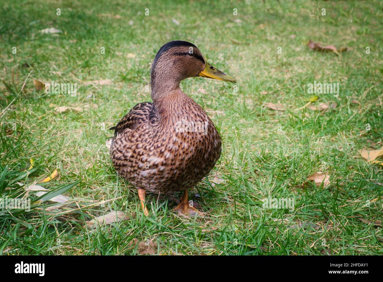 A single female Mallard duck on green grass lawn. Duck walking on the ...