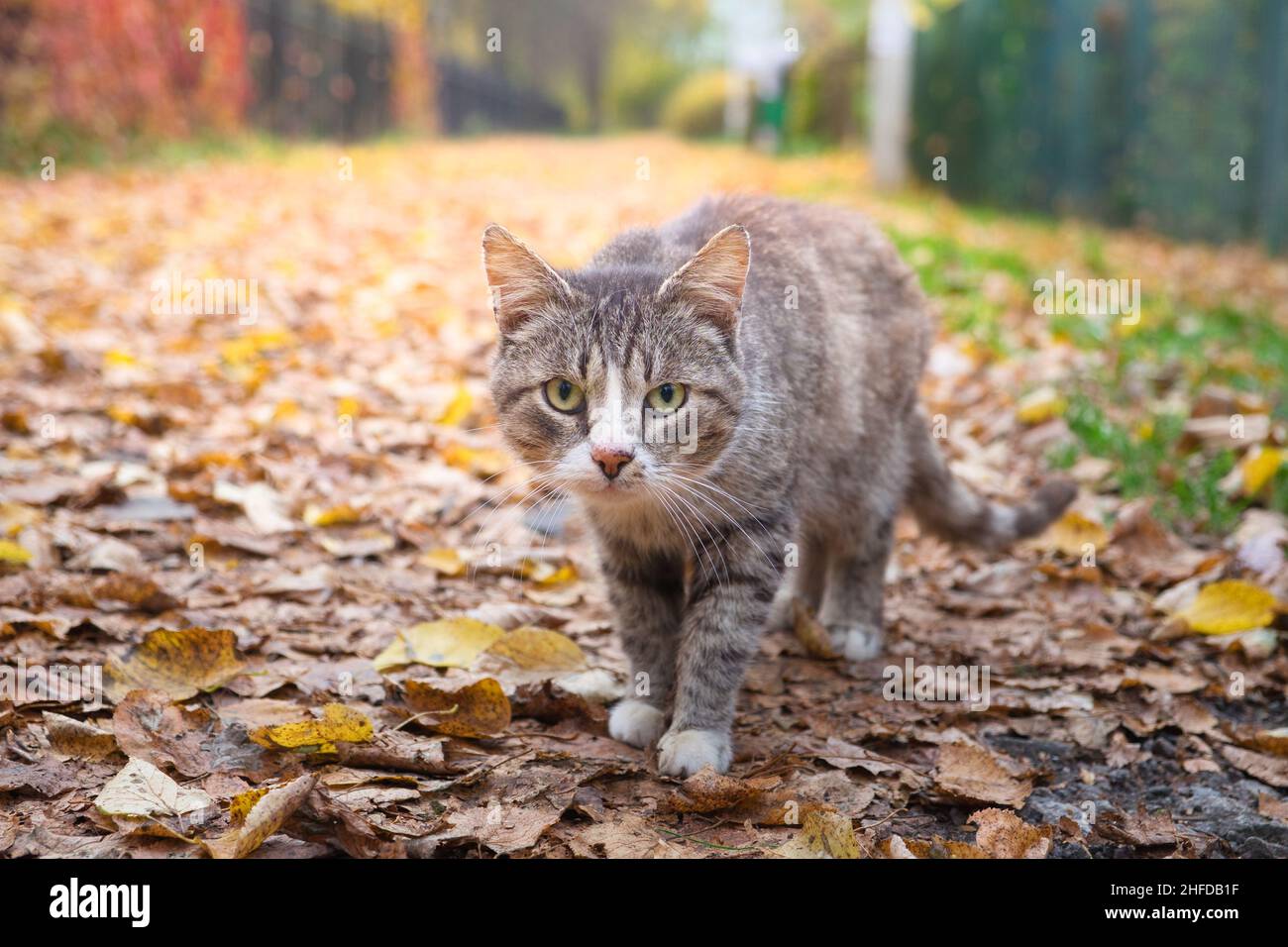 Careful cat walking outdoor on the leaves in autumn park. The portrait ...