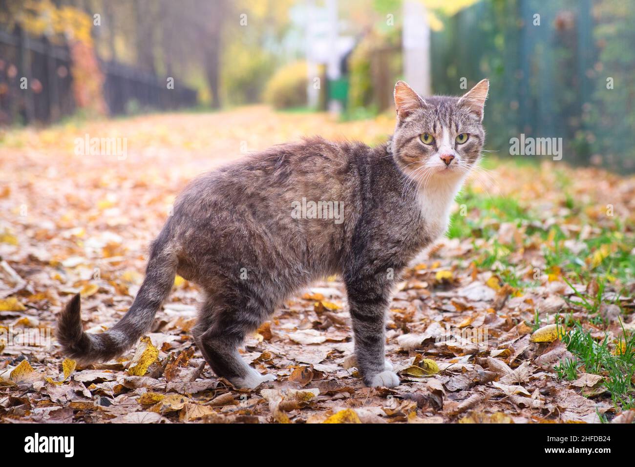 Careful cat walking outdoor on the leaves in autumn park. The portrait ...