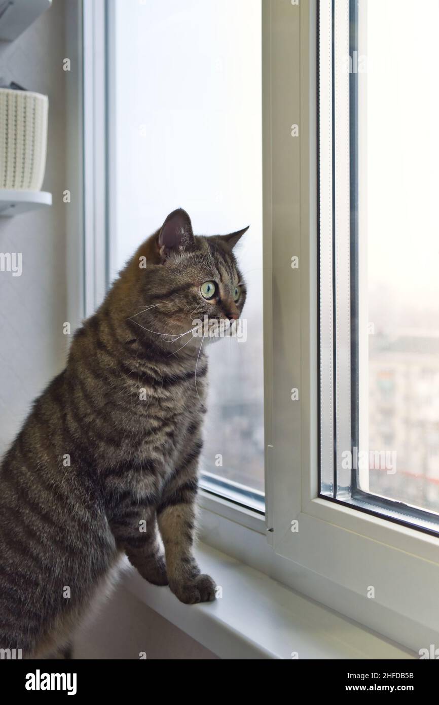 The domestic cat watching in window. Tabby grey cat looks out the ...