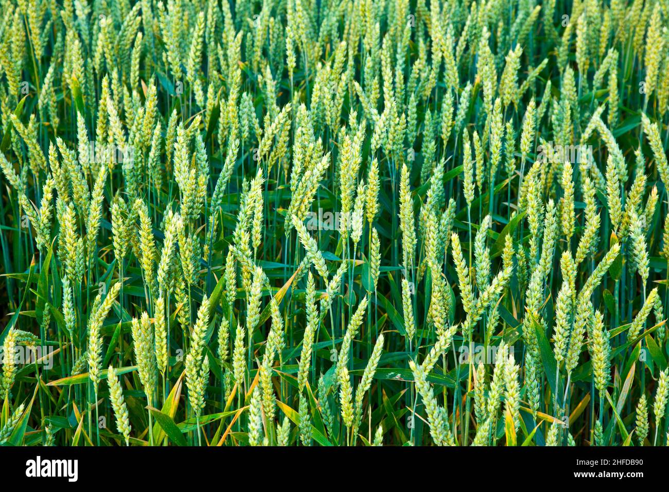 golden corn field with spica in detail Stock Photo - Alamy