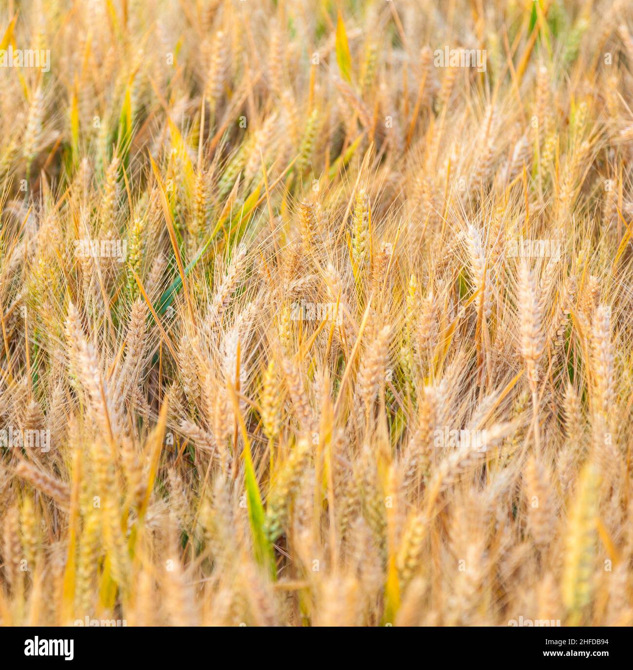 golden corn field with spica in detail Stock Photo - Alamy
