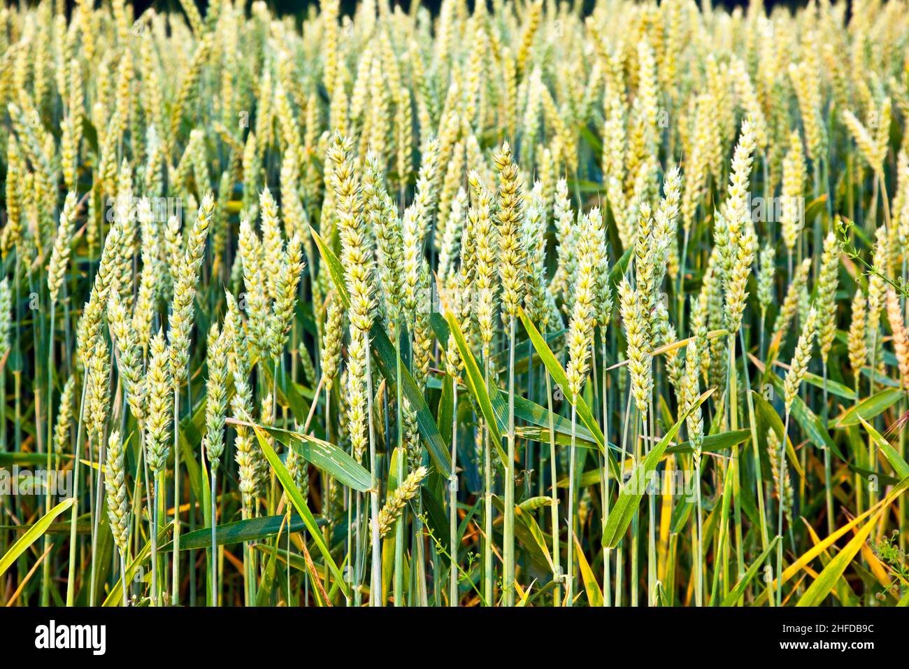 golden corn field with spica in detail Stock Photo - Alamy