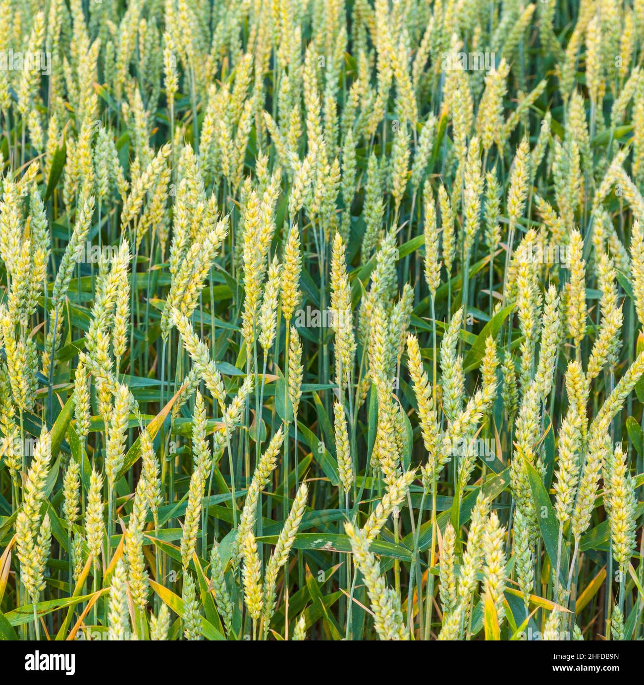 golden corn field with spica in detail Stock Photo - Alamy