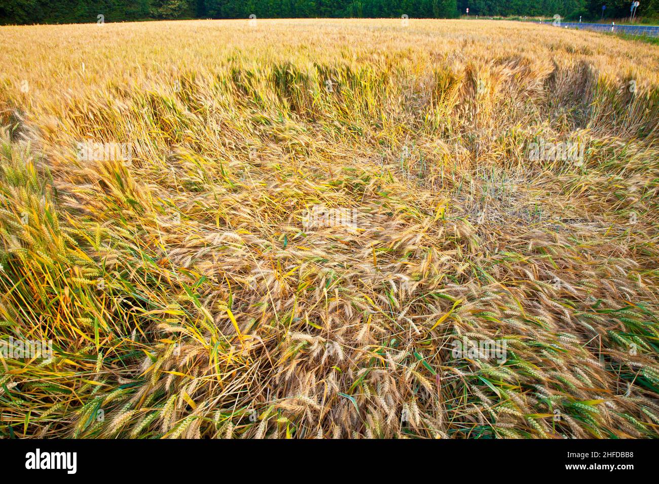golden corn field with spica in detail Stock Photo - Alamy