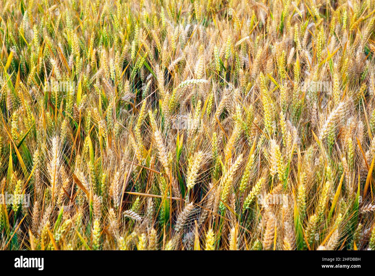 golden corn field with spica in detail Stock Photo - Alamy