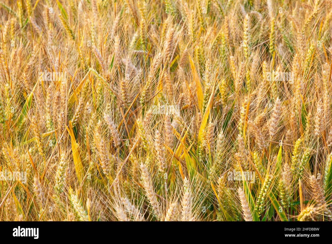 golden corn field with spica in detail Stock Photo - Alamy