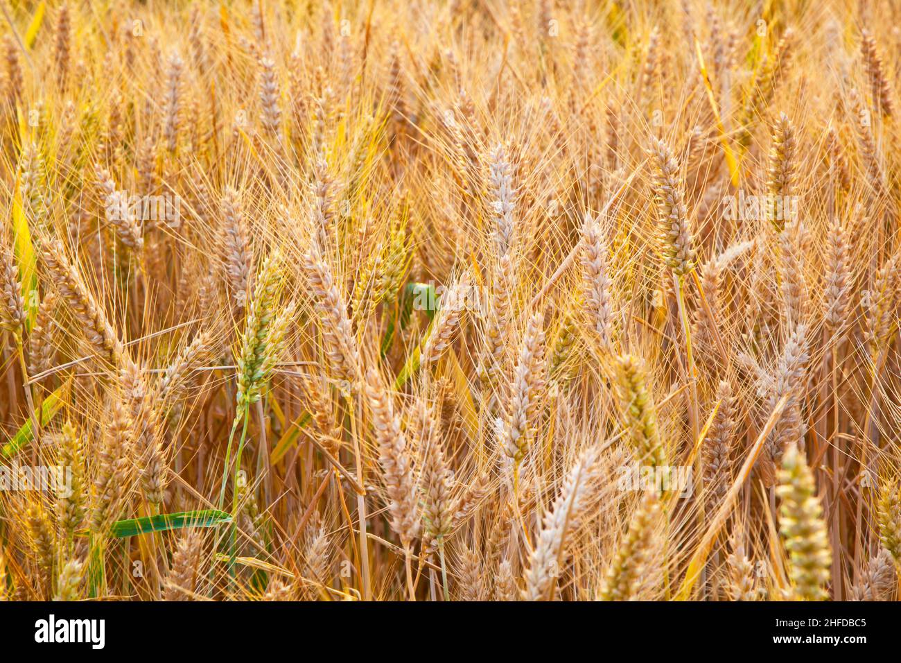 golden corn field with spica in detail Stock Photo - Alamy