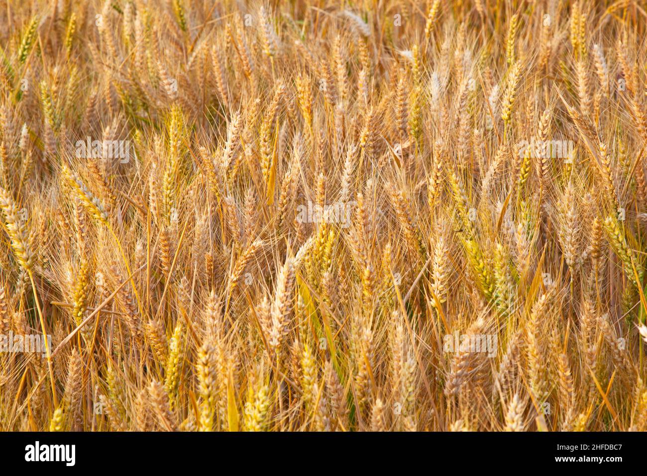 golden corn field with spica in detail Stock Photo - Alamy