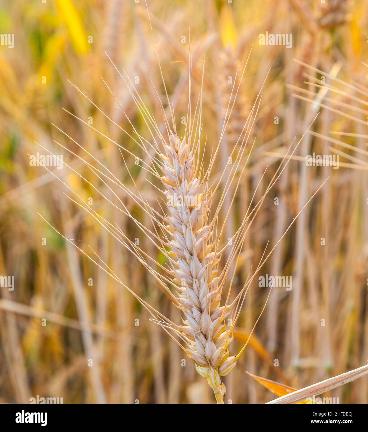 golden corn field with spica in detail Stock Photo - Alamy