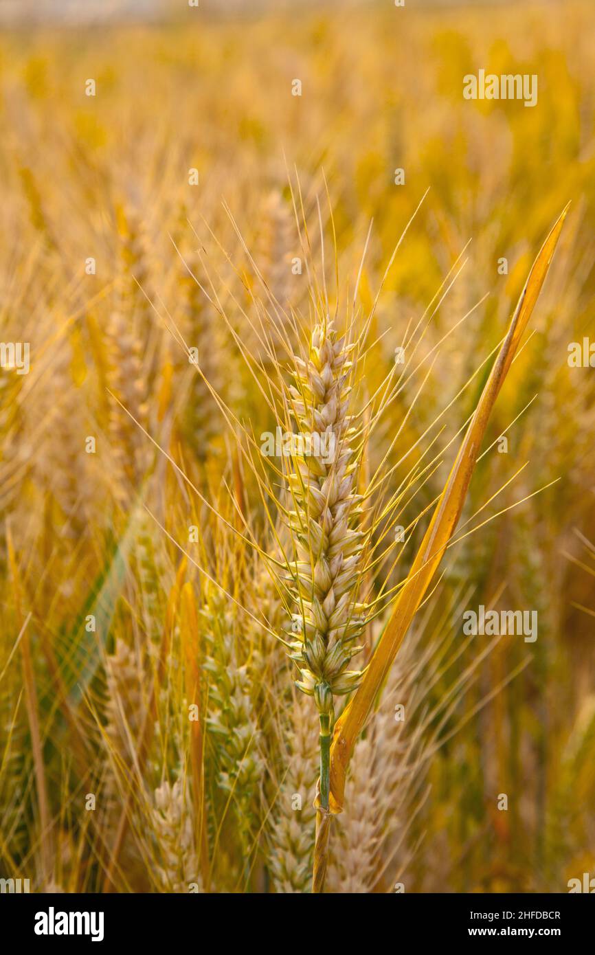 golden corn field with spica in detail Stock Photo - Alamy